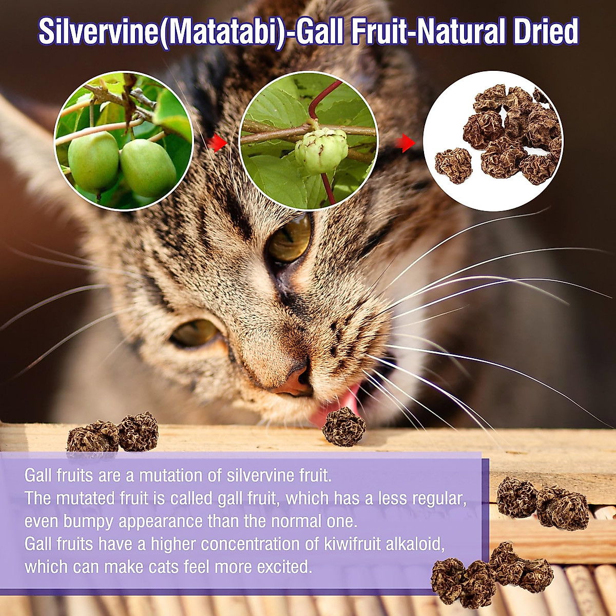 HavenJanny 20pcs Dried Silvervine Gall Fruit, Natural Silver Vine Cat Chew Toy, Matatabi Cat Toy for Dental Cleaning Hard chew Cheer up
