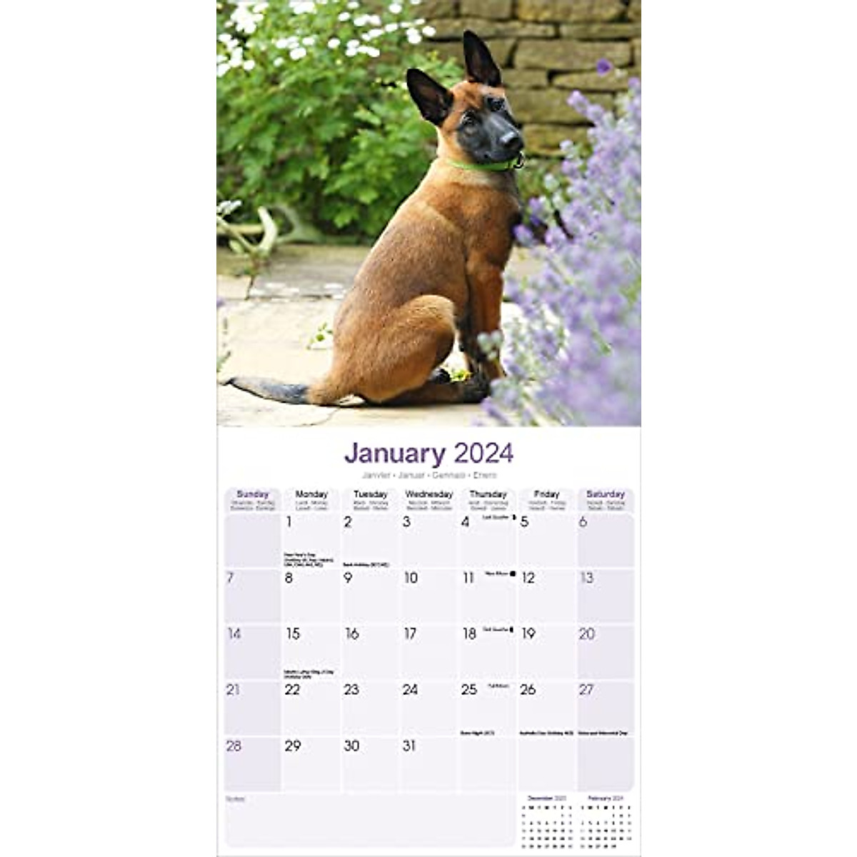 Belgian Shepherd Calendar - Dog Breed Calendars - 2023 - 2024 wall calendars - 16 Month by Avonside
