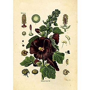 Vintage Botanical Prints | Wildflower Art Prints | Floral Wall Art | Set of 9 5x7 Unframed