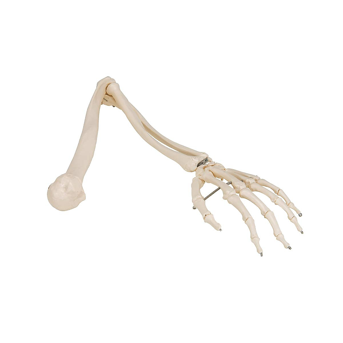 3B Scientific A45 Arm Skeleton - 3B Smart Anatomy