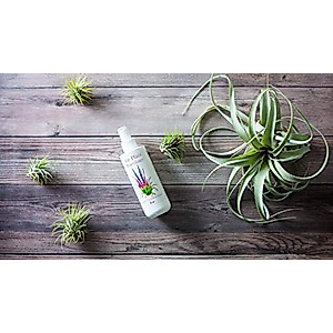 Tillandsia Air Plant Food | Fertilizer Kit with Spray Bottle and Mister | Encourages Air Plants to Bloom with Formulated Nutrients by Aquatic Arts