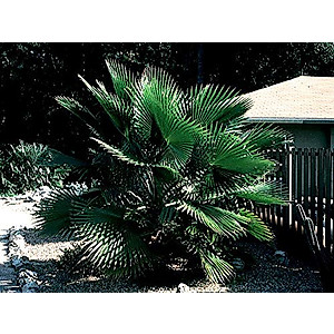 1086-Palm, Mexican Fan Tree (‎Washingtonia robusta) Seeds by Robsrareandgiantseeds UPC0764425786740 Non-GMO,Organic,USA-Grower,Bonsai, 1086 Package of 5 Seeds