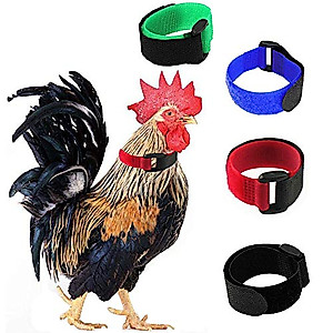 Minelife 4 Pack No Crow Rooster Collar, Chicken Collar Anti-Hook Noise Free Neckband No Crow Noise Neck Belt for Roosters - Prevent Chickens from Screaming, Disturbing Neighbors