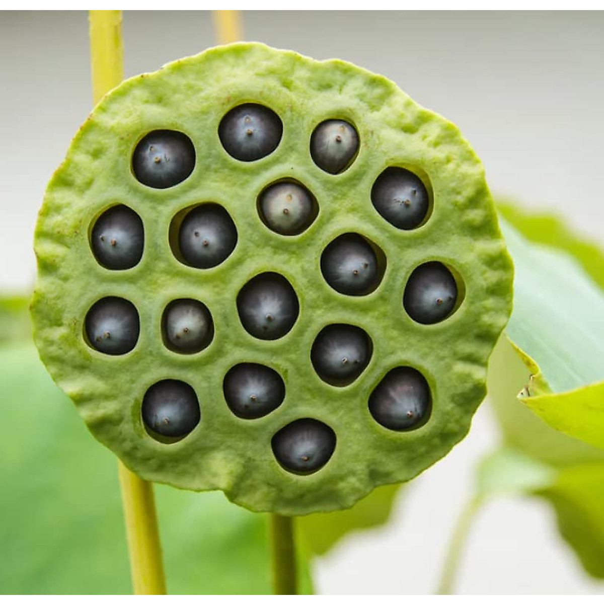 30 Pcs Mixed Bonsai Lotus Flower Seeds Mixed Color Water Lily Flower Plant Fresh Garden Seeds,for Growing Seeds in The Garden