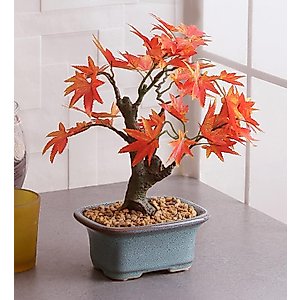 Japanese Red Maple Bonsai Tree Seeds | 30+ Seeds | Highly Prized for Bonsai, Japanese Maple Tree Seeds