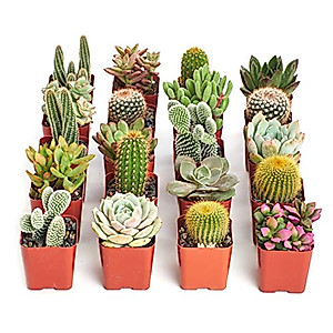 Shop Succulents Premium Live Mini Cactus and Succulent Plants in 2" Pots, Easy Care Indoor or Outdoor Gardening, Terrariums, Favors, & Contemporary Spaces with Hardy, Resilient Varieties, Pack of 20