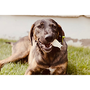 RAKUN Dried Lamb Ears - 100% Natural and High Protein Dog Treats - Suitable for Oral and Dental Health - Pack of 1(17 Pieces)