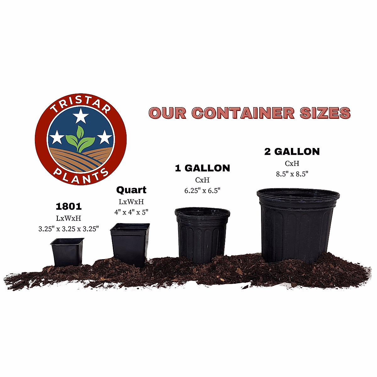 TriStar Plants - Viburnum 'Common Snowball'- 1 Gallon Trade Pot, Viburnum opulus sterile, Live Plant, White Spring Blooms