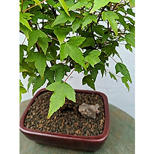 Dwarf Trident Maple Outdoor Bonsai Tree