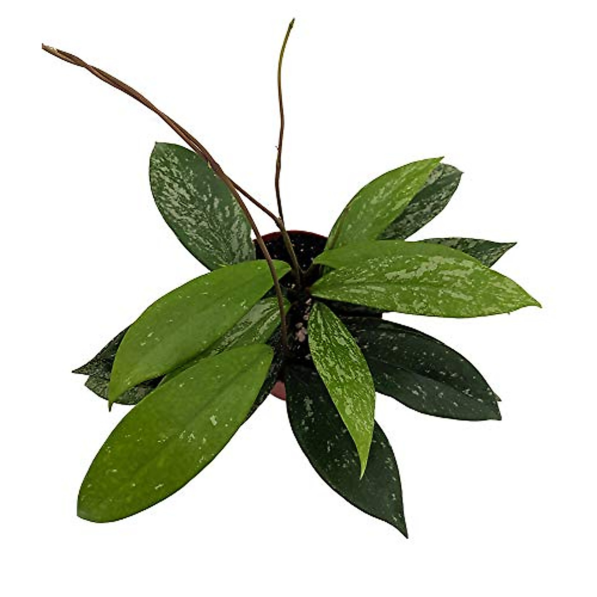 Rare Pubicalyx Wax Plant - Hoya - Collector's Series - 4" Pot