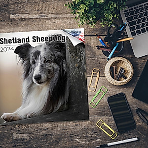 2023 2024 Shetland Sheepdog Calendar - Dog Breed Monthly Wall Calendar - 12 x 24 Open - Thick No-Bleed Paper - Giftable - Academic Teacher's Planner Calendar Organizing & Planning - Made in USA