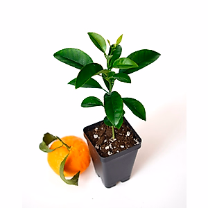 Satsuma Mandarin Tree - XL. Citrus unshiu. 6" - 10"