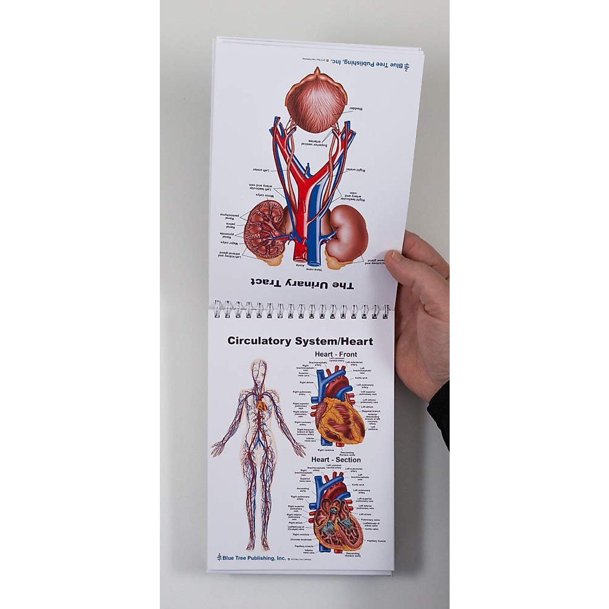 Female Anatomy (Flip Chart)
