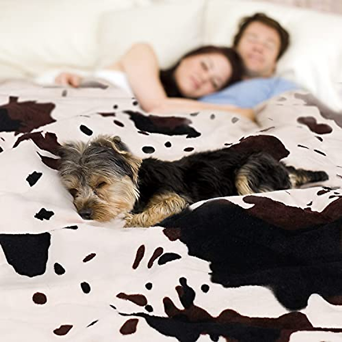 Yiyhuxf Cow Print Blanket Animal Brown Black Milky White Faux Fur Throw Blankets Western Cute Flannel Fleece Decorative Bed Sofa Office Blanket 60"x50"