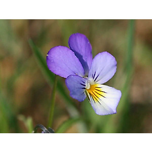 Viola Tricolor Helen Mount | Johnny Jump Up | Heartsease | 200_Seeds