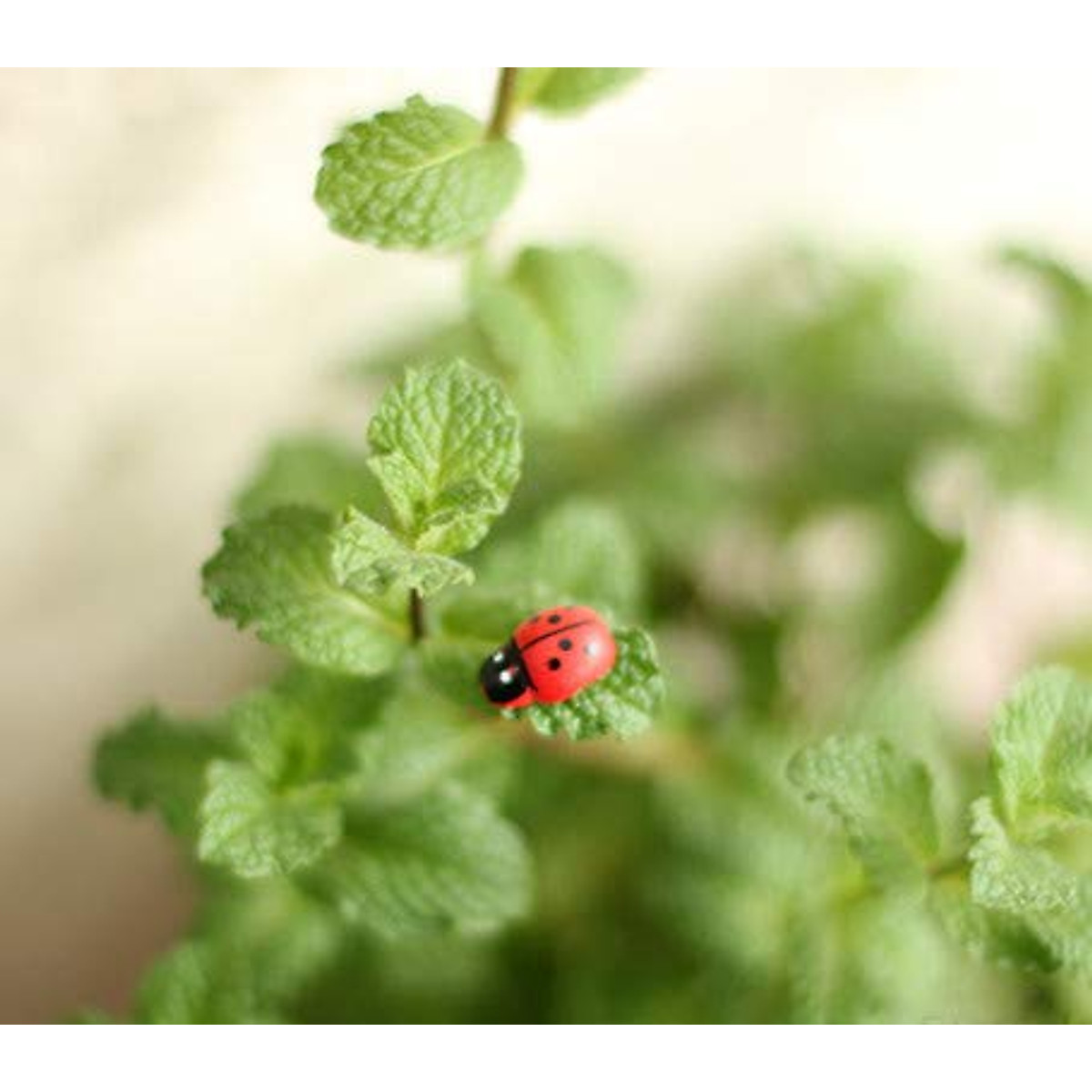 100 pcs Wooden Ladybug Garden Stones - Decorative Outdoor Ornaments - Garden Decoration for Vegatable and Flower Beds