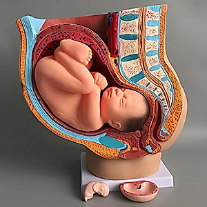 Human Female Pelvic Section Pregnancy Anatomical Model Nine Months Baby Fetus Model Life Size with Removable Organs 4-Parts