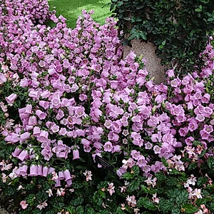 CHUXAY GARDEN Campanula Medium 'Champion Pink',Canterbury Bells Seed 200 Seeds Annual Flowering Plants Excellent Addition to Garden Easy Grow
