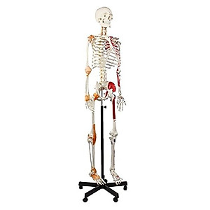 Wellden Product Anatomical Human Muscular Skeleton Model, w/Ligament, Numbered, Life Size 170cm