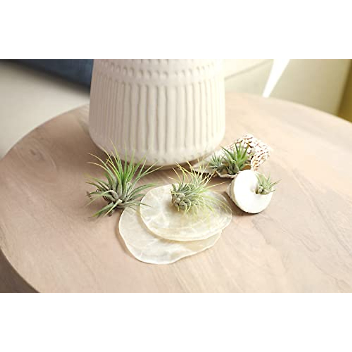 Tillandsia Air Plants Live Indoor Plants (6PK), Airplants Variety Live Plant Kit, Tropical Plants Live Houseplants, Air Plant Live Succulents Plants Live Plants Indoor House Plants by Plants for Pets