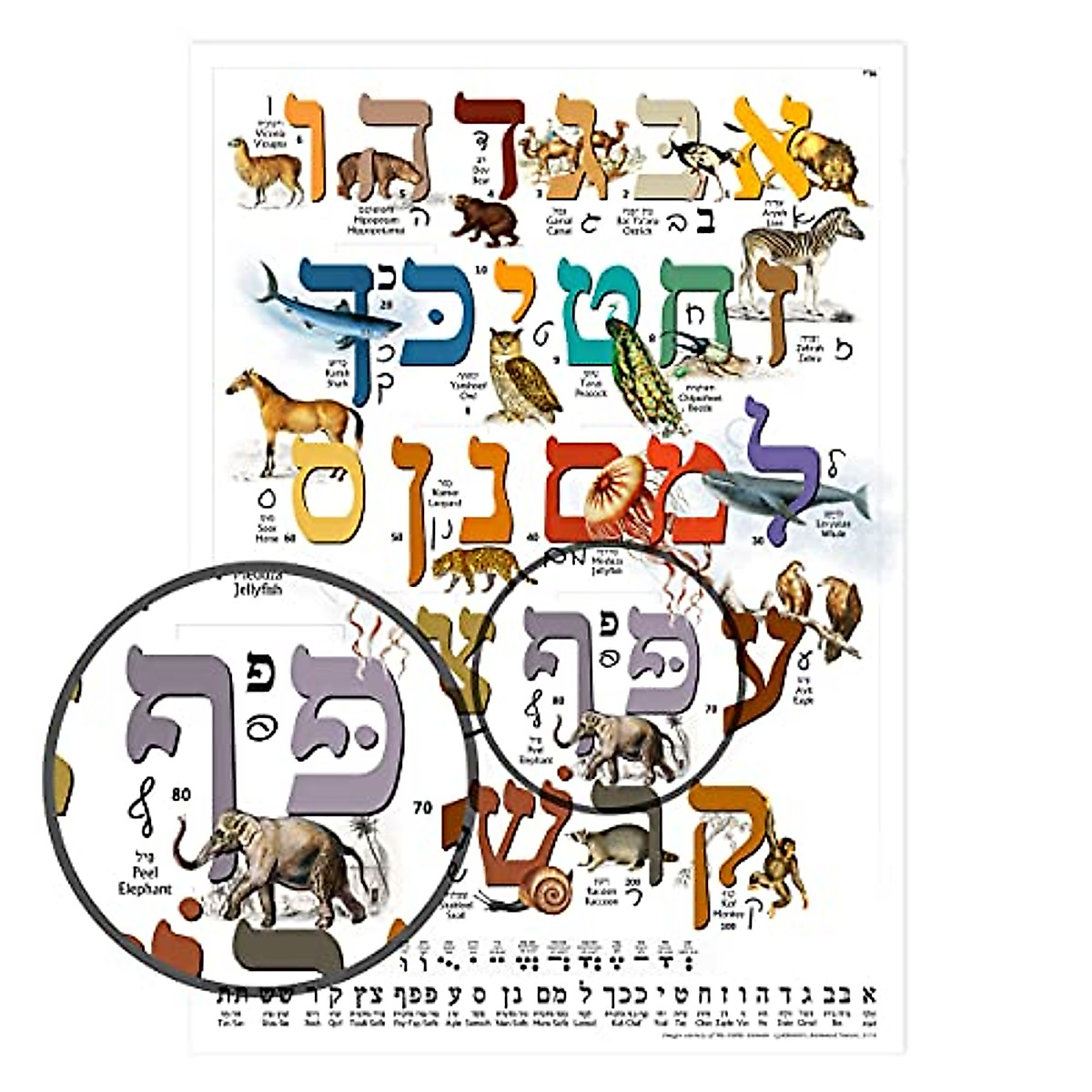 Hebrew Aleph Bet (Alef Bet) Animal Poster/Chart for Children with Print & Cursive Hebrew Alphabet (A3 11.7 x 16.5 in) Perfect for Hebrew Language Learner Beginners