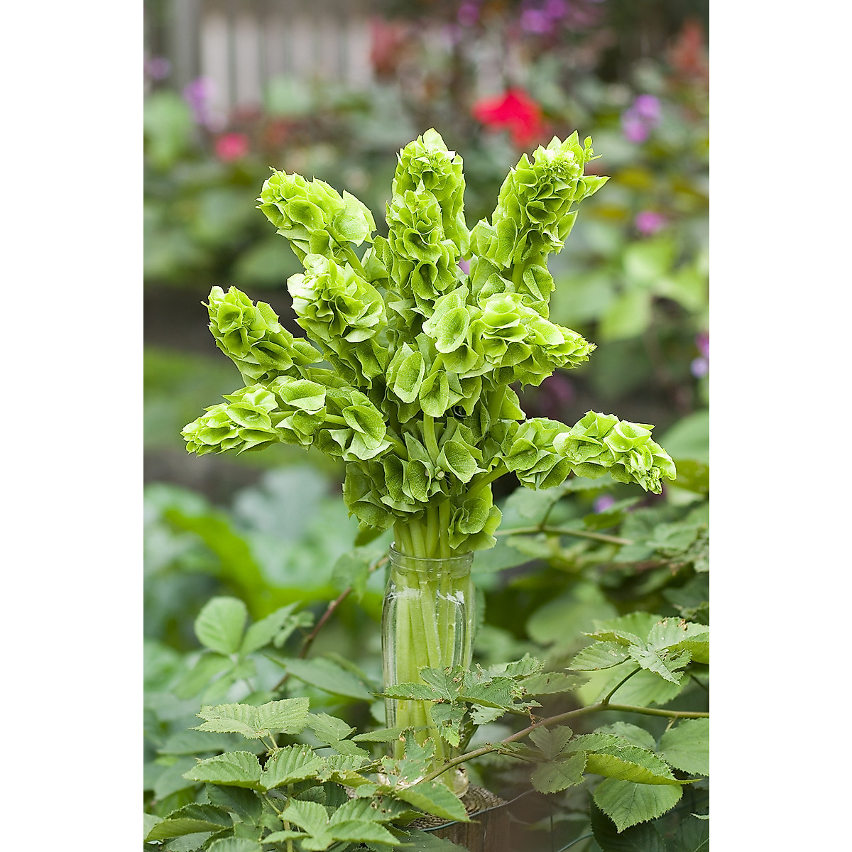 Burpee Moluccella laevis Bells of Ireland Seeds 100 seeds