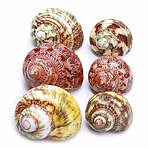 PPCLION Unstained Natural Hermit Crab Shells Pearl Turbo Seashell for Décor, 3 Kinds 6 PCS Size 1.5" - 2", Opening 0.8-1" Hermit Crab Supplies