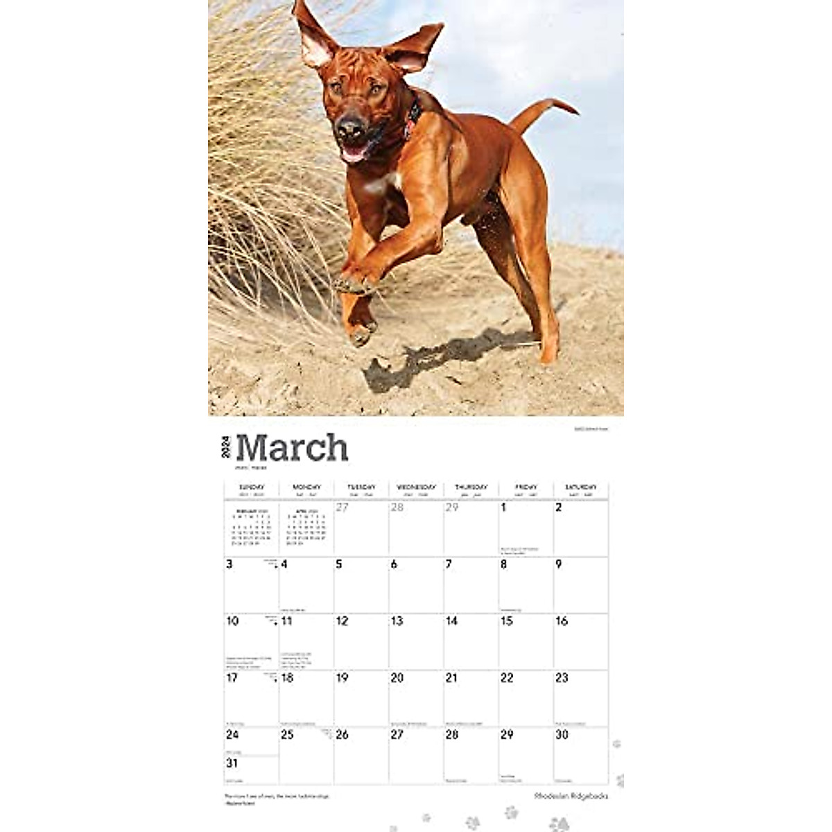 Rhodesian Ridgebacks | 2024 12 x 24 Inch Monthly Square Wall Calendar | BrownTrout | Animals Dog Breeds