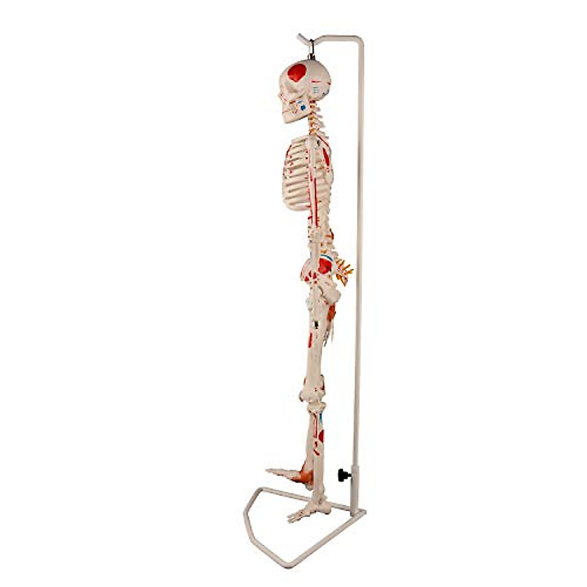 Ultrassist Human Skeleton Model, 33.5" Half Life Size Skeleton Replica with Spinal Nerves, Muscle Insertion and Origin Points, Includes Joint Ligaments for Human Anatomy Study, Hanging Style