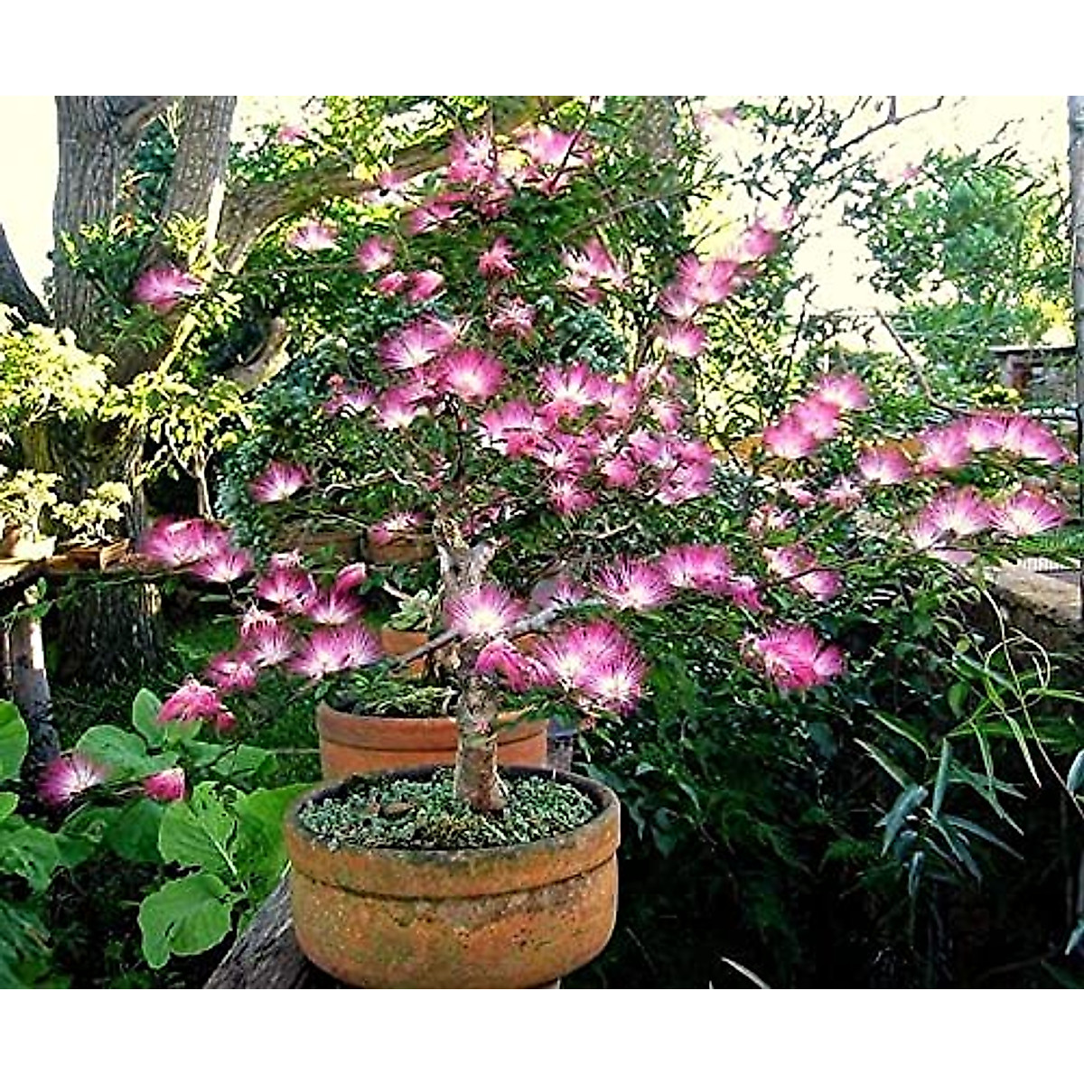 Pink Fairy Dust Tree Seeds - 10 Seeds - Calliandra eriophylla - Prized for Bonsai or Container Growing