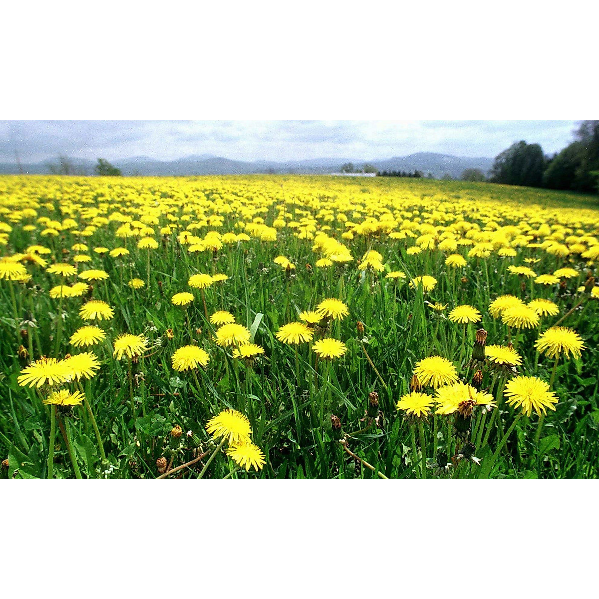 CAREMULE Dandelion Seeds for Planting - 5000 Pcs Organic Non-GMO and Untreated Dandelion Herb Seeds to Plant Home Garden