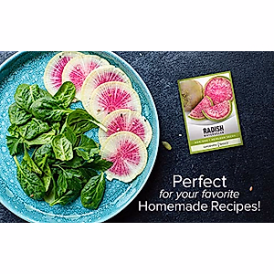 Watermelon Radish Seeds for Planting - Heirloom, Non-GMO Vegetable Seed - 2 Grams of Seeds Great for Outdoor Spring, Winter and Fall Gardening by Gardeners Basics