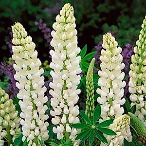 White Russell Lupine Seeds for Planting, 100+ Flower Seeds Per Packet, (Isla's Garden Seeds), Non GMO & Heirloom Seeds, Botanical Name: Lupinus polyphyllus, Great Home Flower Garden Gift