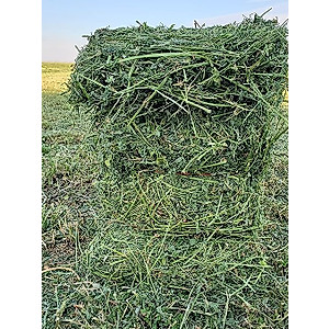Bulk Fresh Alfalfa Hay 80oz by Bunny Honey - USDA Organic Hay for Small Select Pets, Guinea Pigs, Rabbits, Hamsters - Best Cut & Delivered Fresh - Promotes Healthy Digestive Function - 5 Pound