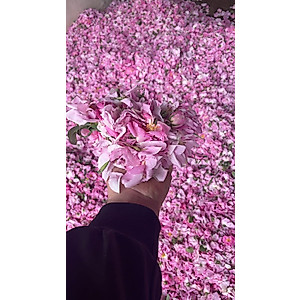 OFLORALE Lebanese Rose Water, 8.45 fl oz, 100% Natural, No Sugar, for Cooking, Baking and Desserts