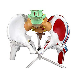 Vision Scientific VAV245 Flexible Spinal Column | 5 Color-Coded | Muscle W Occipital Bone | Sacrum, Coccyx, 24 Vertebrae, Soft Disc | Pelvic Bones & Femur Heads, Arteries, Nerve Endings | W Manual