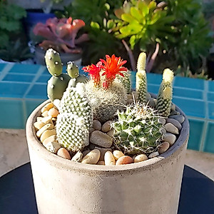 Cactus Plants (Mix of 6), Mammillaria Cactus Plants Live in Cactus Soil, Opuntia Cactus Live Plants, Cacti Plants, Cactus Décor Succulent, Cacti Décor Drought Tolerant Plants by Plants for Pets