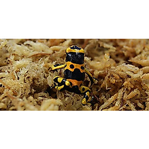 Spagmoss Premium New Zealand Sphagnum Moss for All Types of Flowers 150 Grams (12 Liters)