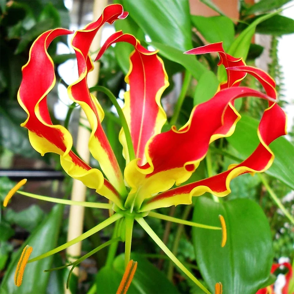 QAUZUY GARDEN 5 Creeping Climbing Flame Lily (Glory Gloriosa Lily/Fire Lily/Gloriosa Superba) Tiger Claw Agnishikha Seed Heirloom Eye-Catching Perennial Flower Attract Pollinators