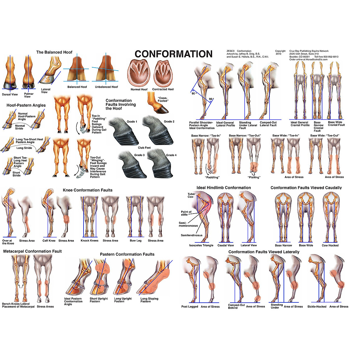Equine Conformation Chart Horse