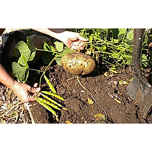 True Jicama Seeds,Pachyrhizus erosus a.K.a,Climbing Yam Bean, Mexican Turnip(40 Seeds)