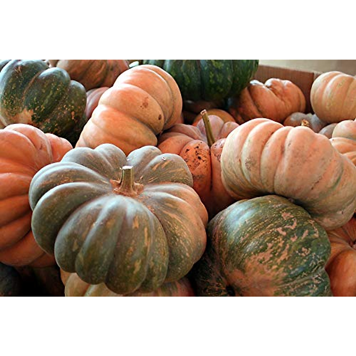 MIXED SEEDS! 50+ Pumpkin and Winter Squash MIX Seeds NON-GMO 25 Varieties Delicious Grown in USA. Rare, Super Profilic and Delicious HARLEY SEEDS
