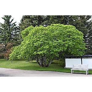 TriStar Plants - Flame Amur Maple Tree Potted 1 Gallon, 5'Ft Tall - Acer ginnala, Healthy Established Roots, Fast Growing Trees, Fall Color, Shade Tree