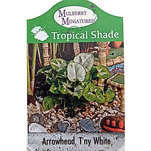 Tiny White Arrowhead Plant - Syngonium - Nepthytis - 2.5" Pot - Fairy Garden
