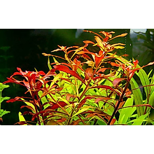 Aquatic Discounts - 4 Types of Easy/Beginner Live Aquarium Plants - Anubias + Amazon Sword + Ludwigia + Java Moss BUY2GET1FREE!