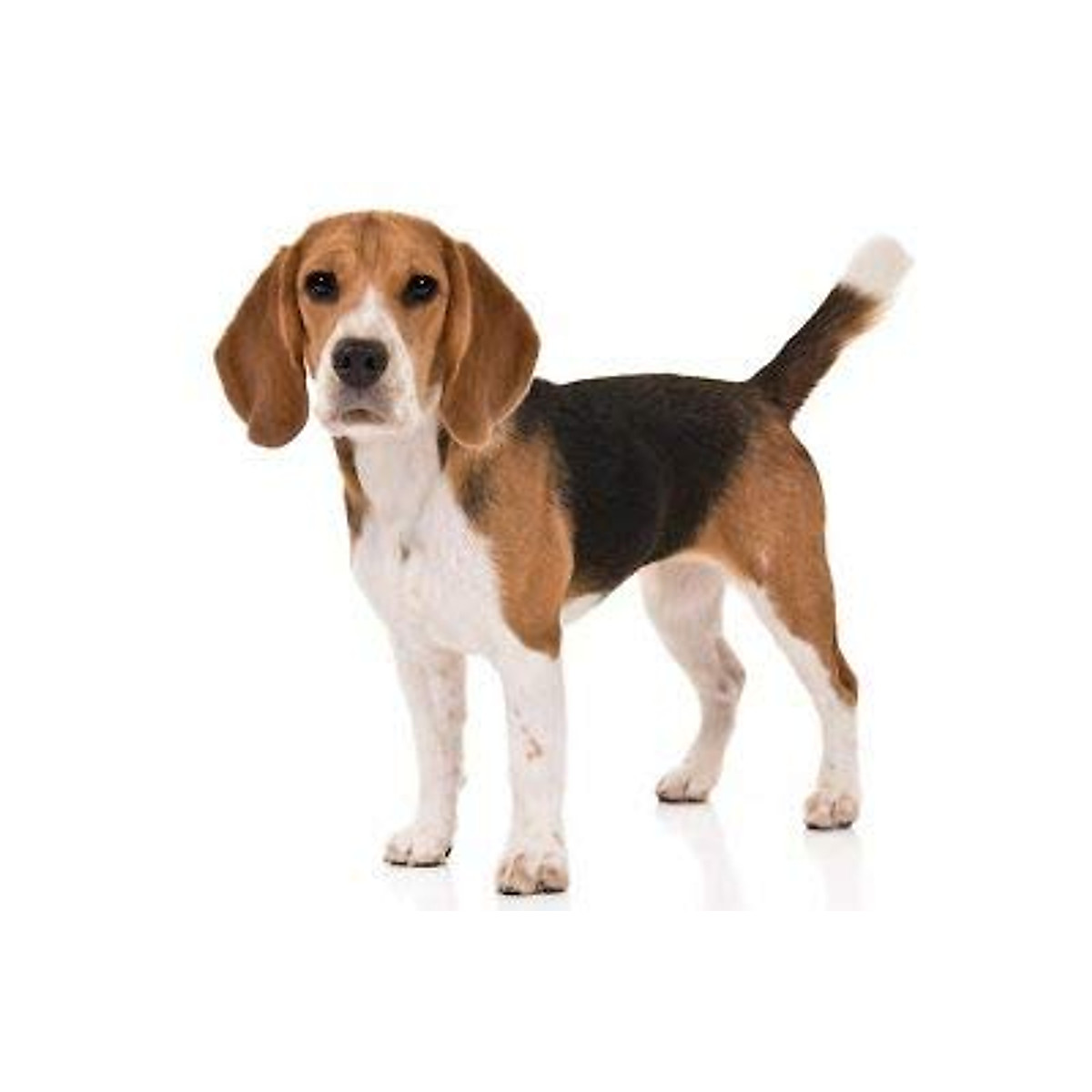 Immune Boost for Dogs - Ultra Dog Vitamins - Premium Vitamin and Minerals - Healthy Solution - Dog Nutrient Supplement - 180 Treats (2 Bottles)