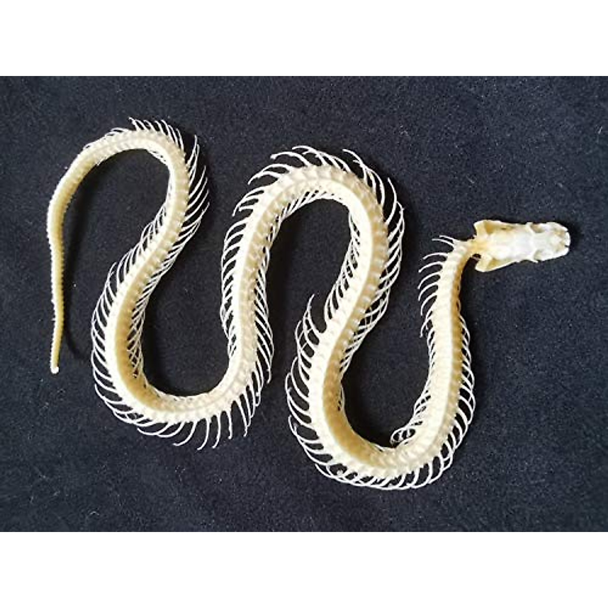 Real Snake Skeleton Animal Specimen in Science Classroom Specimens for Science Education