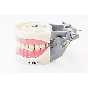 Dental Teaching Study Typodont Model 200 Style Kilgore Nissin Removable Teeth