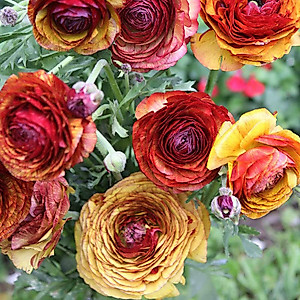 Ranunculus Bulbs - Cafe - 100 Bulbs - Red Flower Bulbs, Corm Attracts Bees, Attracts Pollinators, Easy to Grow & Maintain, Fragrant, Container Garden