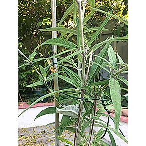 Sweet Online Deal 2.0mm Plant Cages Garden Twist Tie Bonsai Training Wire Twist 50 Feet